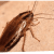 Canberra Pest Control | Local Pest Control Canberra