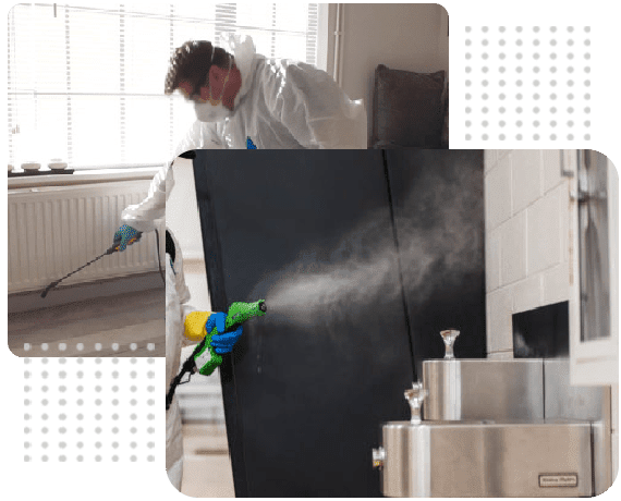 Canberra Pest Control | Local Pest Control Canberra